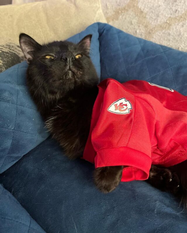 Unlucky Black Cat With A Birth Defect Finally Gets Adopted