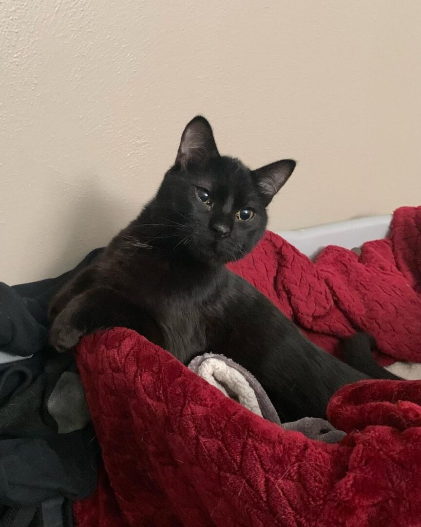 Unlucky Black Cat With A Birth Defect Finally Gets Adopted