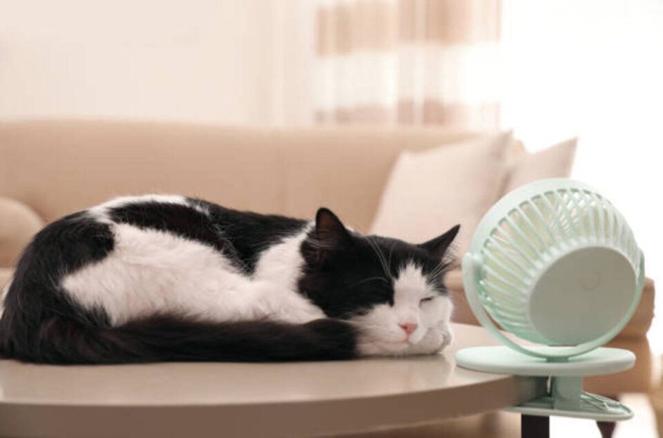 Do Cats Like Fans? The Best Ways To Keep Your Fluff Cool