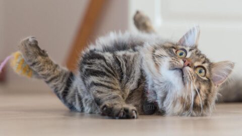 My Cat Wiggles Before Pouncing: What Is She Doing?