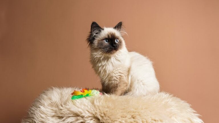 Ragamese Cat: What To Expect From A Ragdoll Siamese Mix?