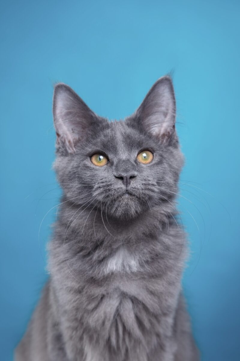 Russian Blue Maine Coon Mix: The Purrfect Combination
