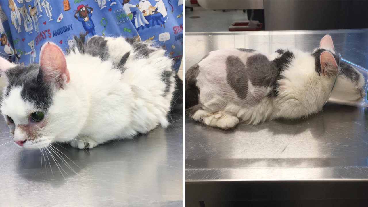 Abandoned By Her Family, This Blind Dwarf Cat Has Made A Decision To ...