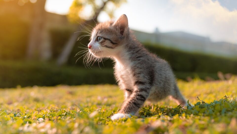 Can Cats Walk Backwards, Or Is Your Kitty Doing A Moonwalk?