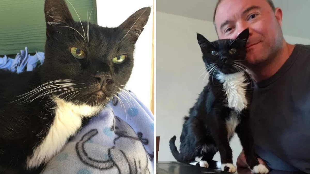 Cat That Was 18 When He Begged A Man To Adopt Him Now Happily Turns 20 ...