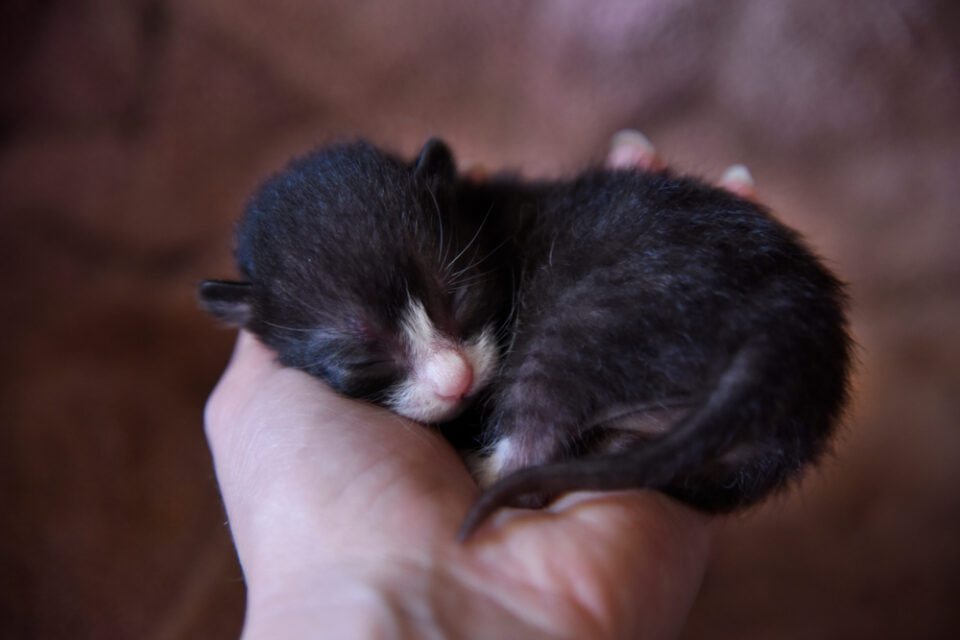 Runt Of The Cat Litter: A Kitty That Deserves Extra Love