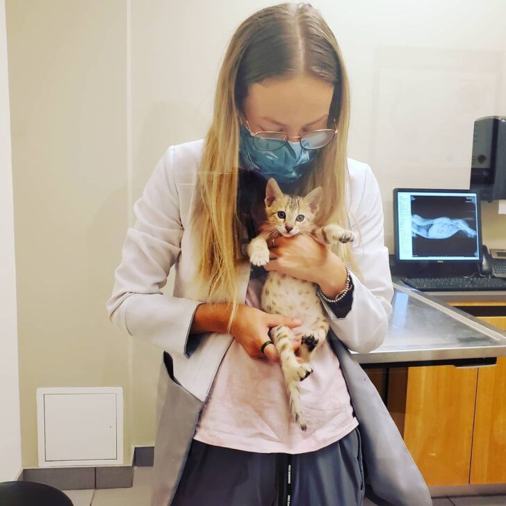 The Breeder Wanted To Euthanize This Kitten But The Employee Saved His Life