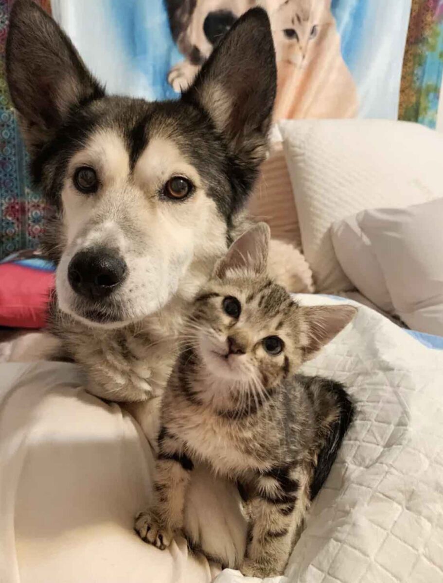 This Paralyzed Kitten And Husky Share A "Love At First Sight" Moment