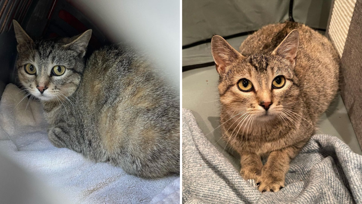 This Poor Cat Mama-To-Be Is So Terrified That You Just Want To Hold Her ...