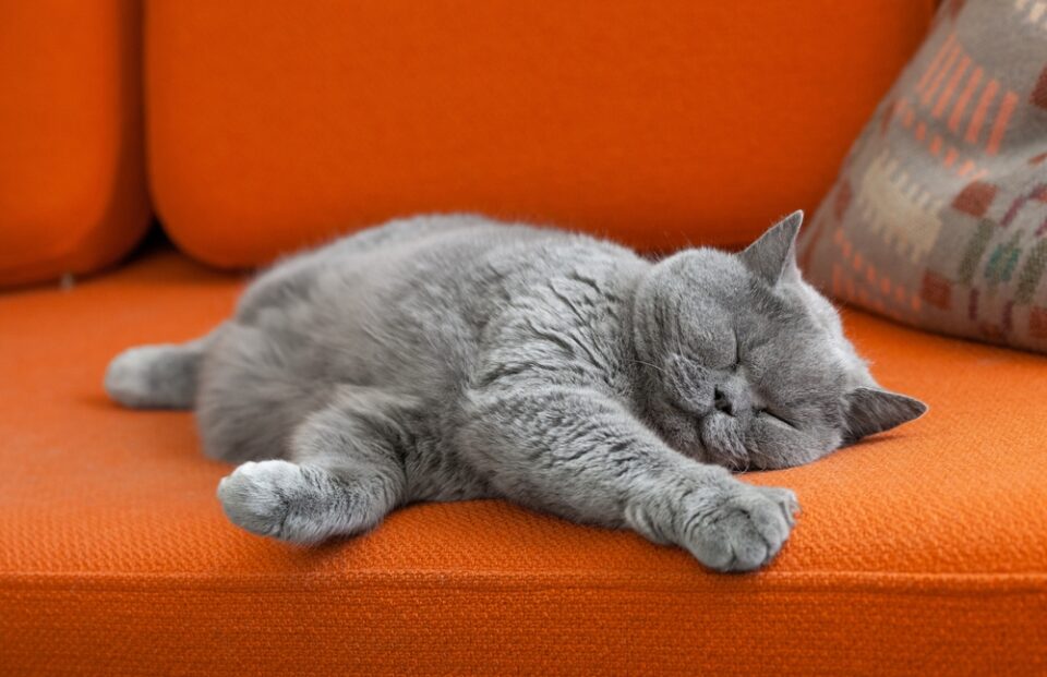 Adorable Blue British Shorthair Cat, The Teddy Bear Of The Feline World