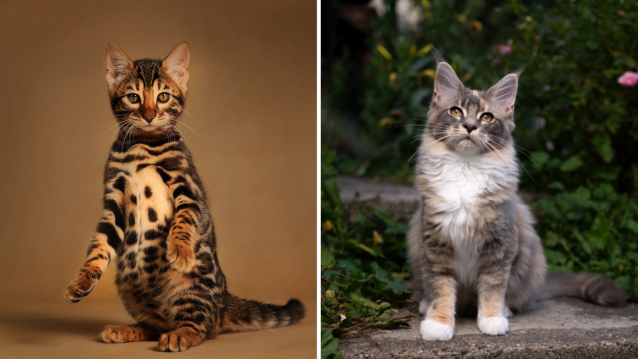 Bengal Cat Vs. Maine Coon: A Lap-Sized Leopard Or A Lion?