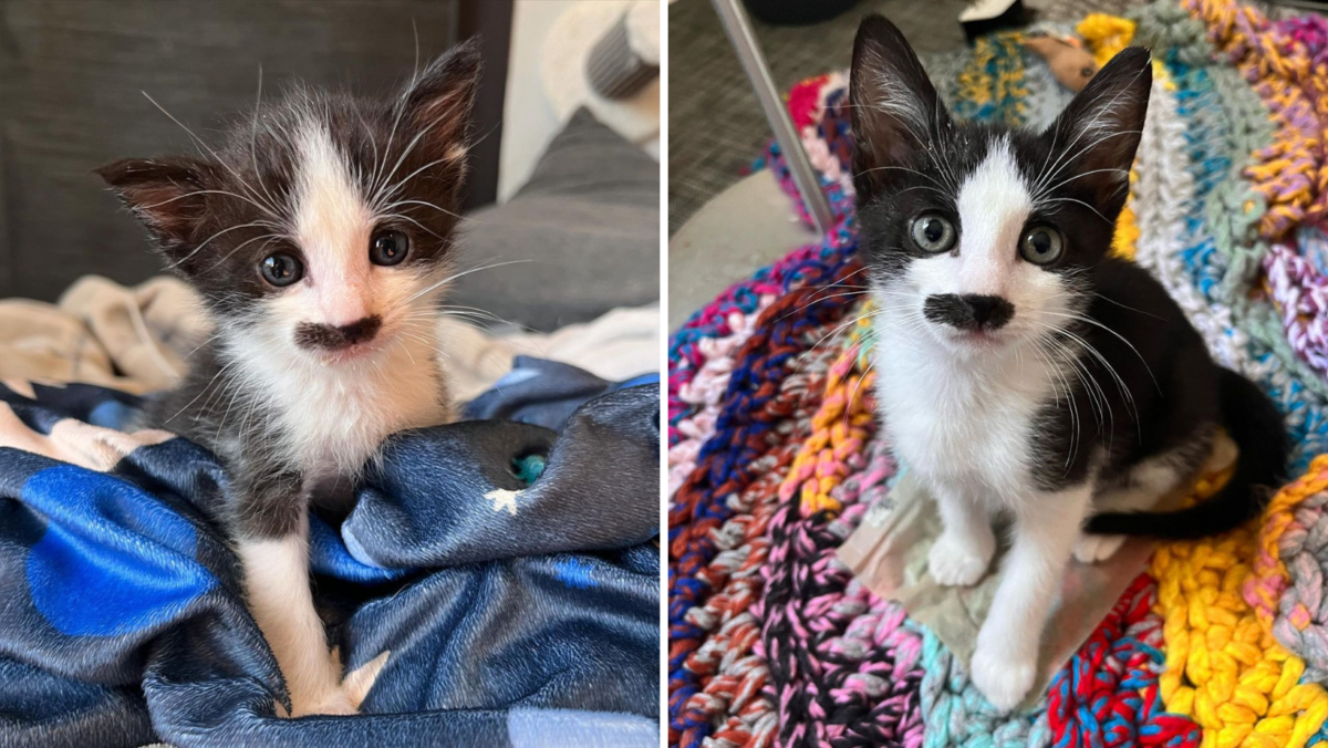 Meet Hemlock: A Kitty Named After A Poisonous Plant