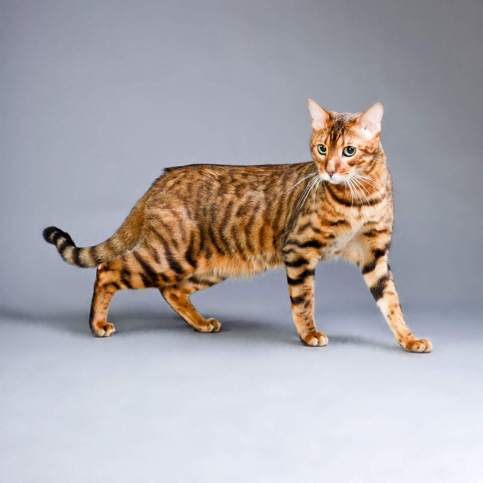 Meet The Sweetest Gingersnap Ever: Orange Bengal Cat