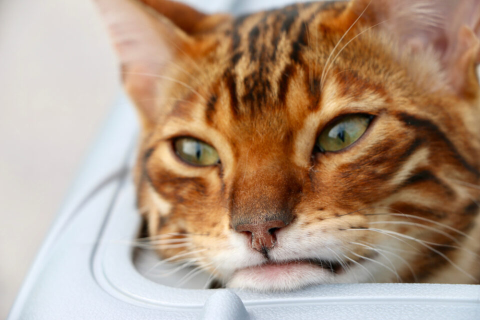 Meet The Sweetest Gingersnap Ever: Orange Bengal Cat