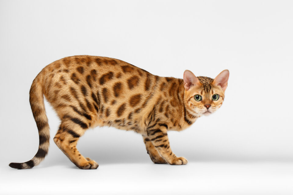 Meet The Sweetest Gingersnap Ever: Orange Bengal Cat
