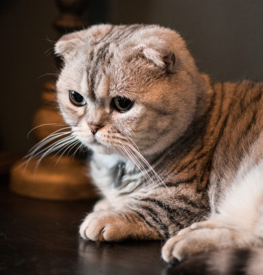 Scottish Fold Munchkin Cat: The Cutest Paw Friend