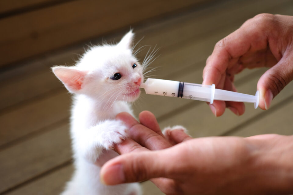 Syringe Feeding A Cat: When And How To Safely Do It?