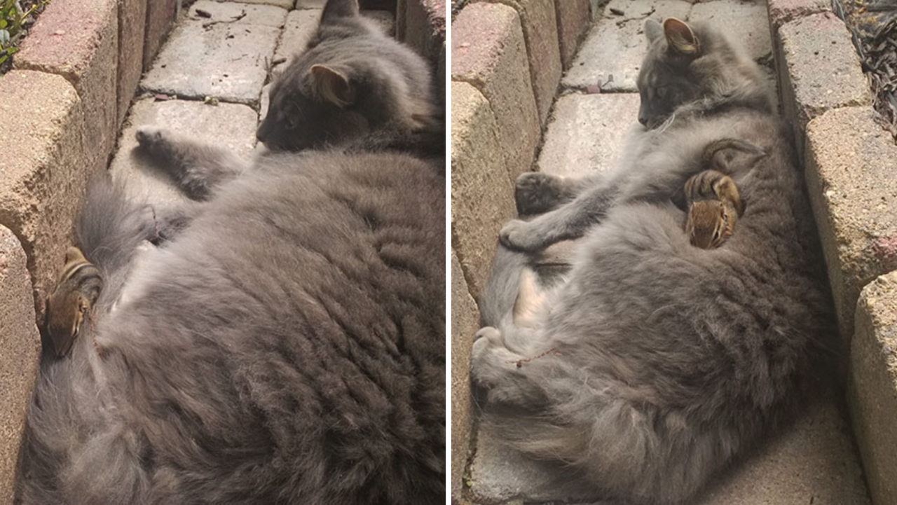 This Cat And Chipmunk Become Friends And Won't Stop Cuddling