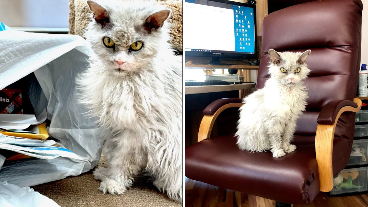 This Is Pompous Albert, The Office Cat Who Looks Angry All The Time