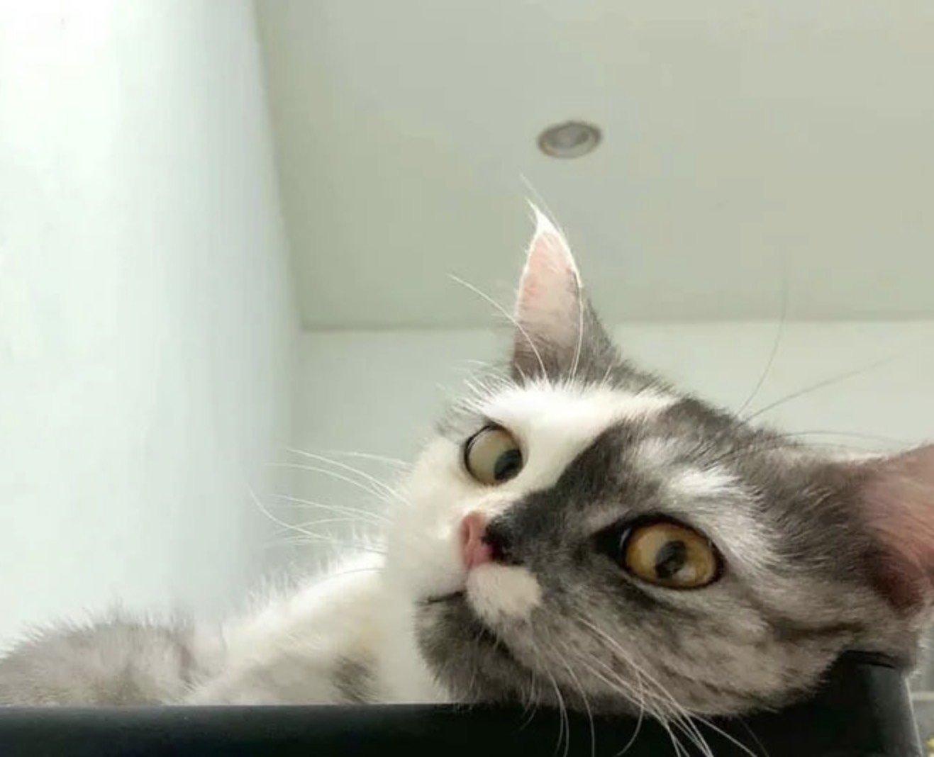 This Pretty Cat With A Unique Face Will Make You Fall In Love With Her