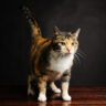 Torbie Cat Personality: Your New Best Feline Buddy