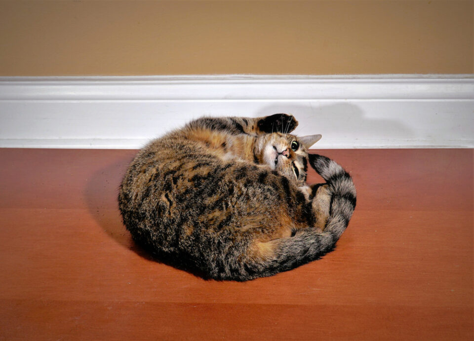 Torbie Cat Personality: Your New Best Feline Buddy