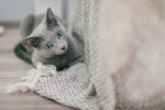 Unraveling The Charms Of A Siamese Russian Blue Mix