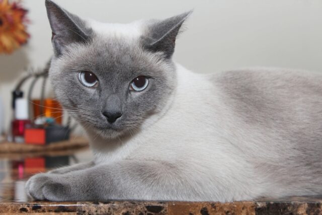 Unraveling The Charms Of A Siamese Russian Blue Mix