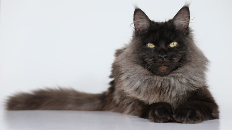 8 Majestic And Breathtaking Black Smoke Cat Breeds