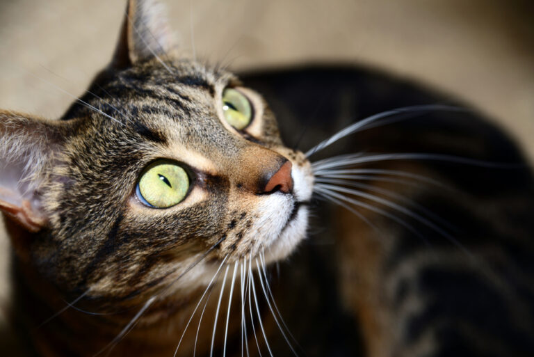 8 Majestic And Breathtaking Black Smoke Cat Breeds