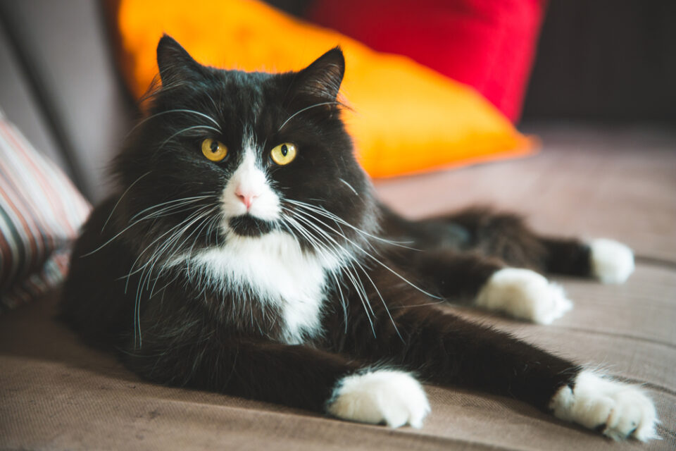 8 Majestic And Breathtaking Black Smoke Cat Breeds