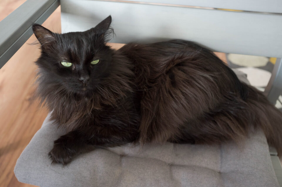 8 Majestic And Breathtaking Black Smoke Cat Breeds