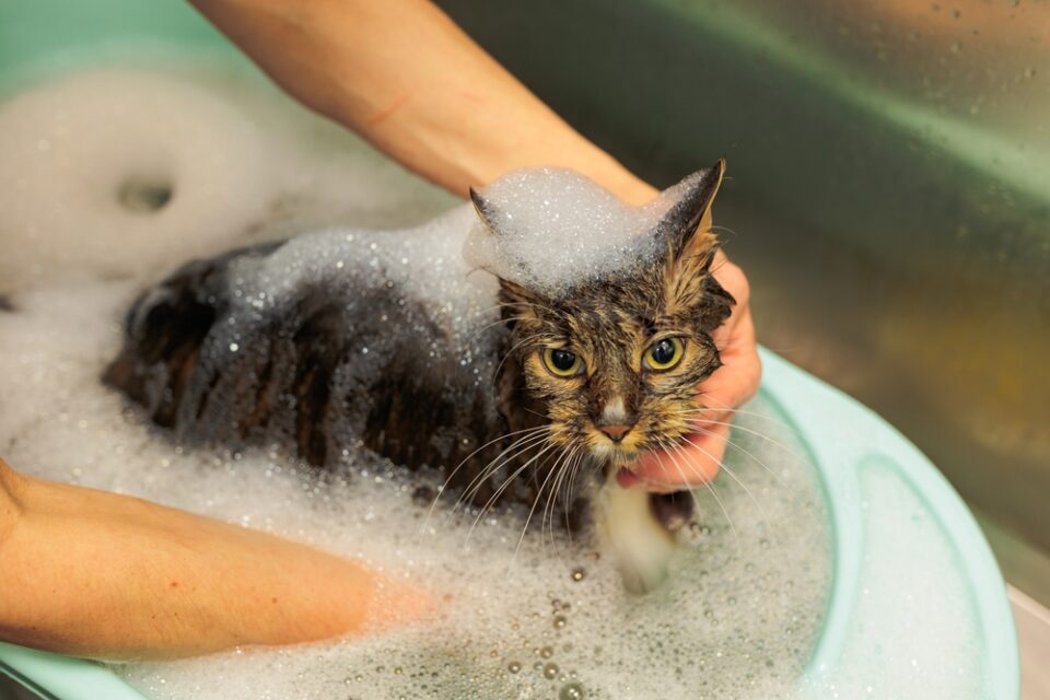 Can I Use Dove Soap On My Cat? Feline Tips & Tricks!