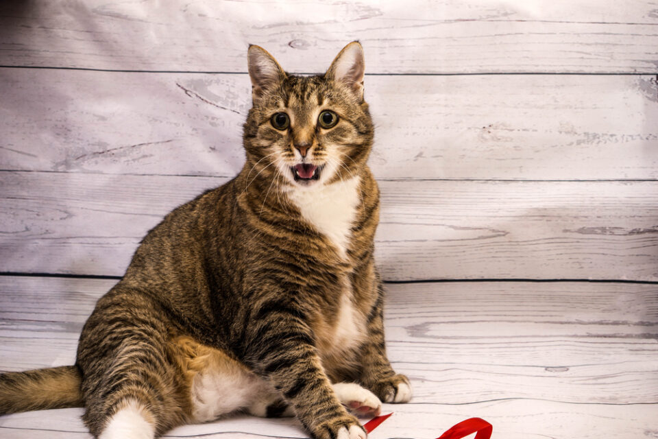 Cat Making Weird Mouth Movements: Is She Whispering To You?