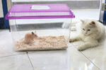 Do Cats Eat Hamsters? 4 Ways To Protect Your Pet