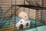Do Cats Eat Hamsters? 4 Ways To Protect Your Pet