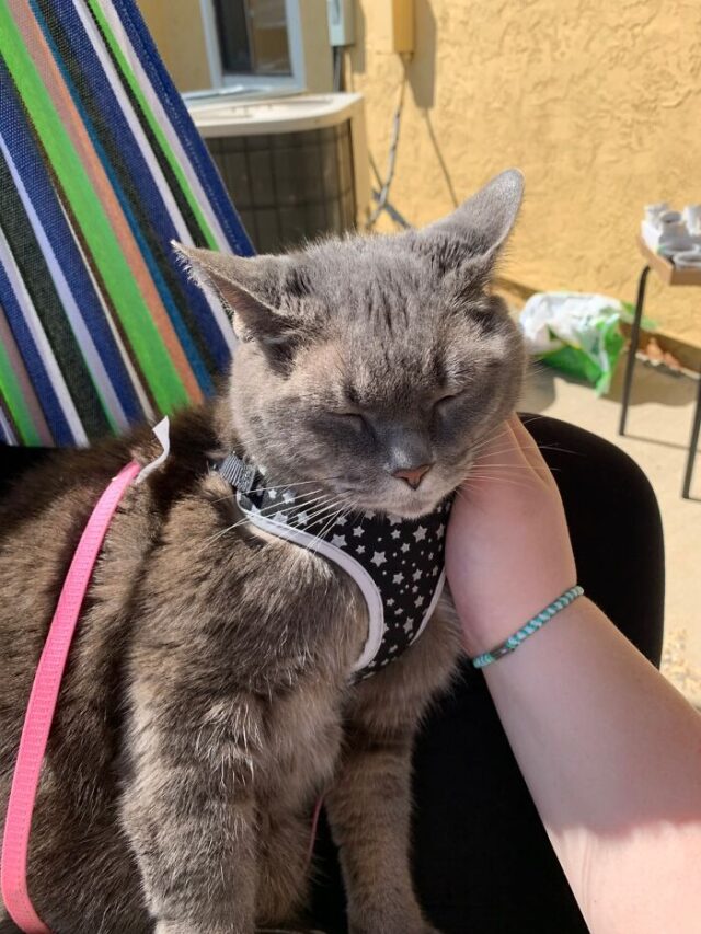 Feral Cat Wanted To Live With Humans So She Casually Invited Herself ...