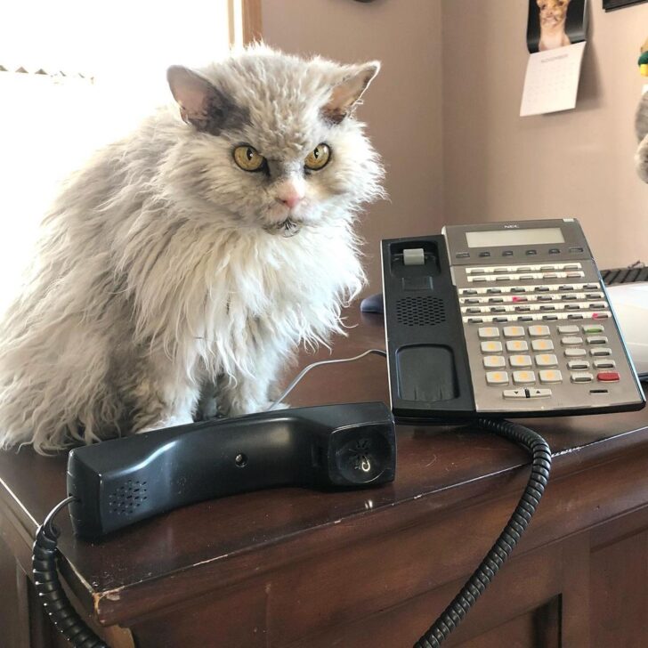This Is Pompous Albert, The Office Cat Who Looks Angry All The Time