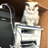 This Is Pompous Albert, The Office Cat Who Looks Angry All The Time