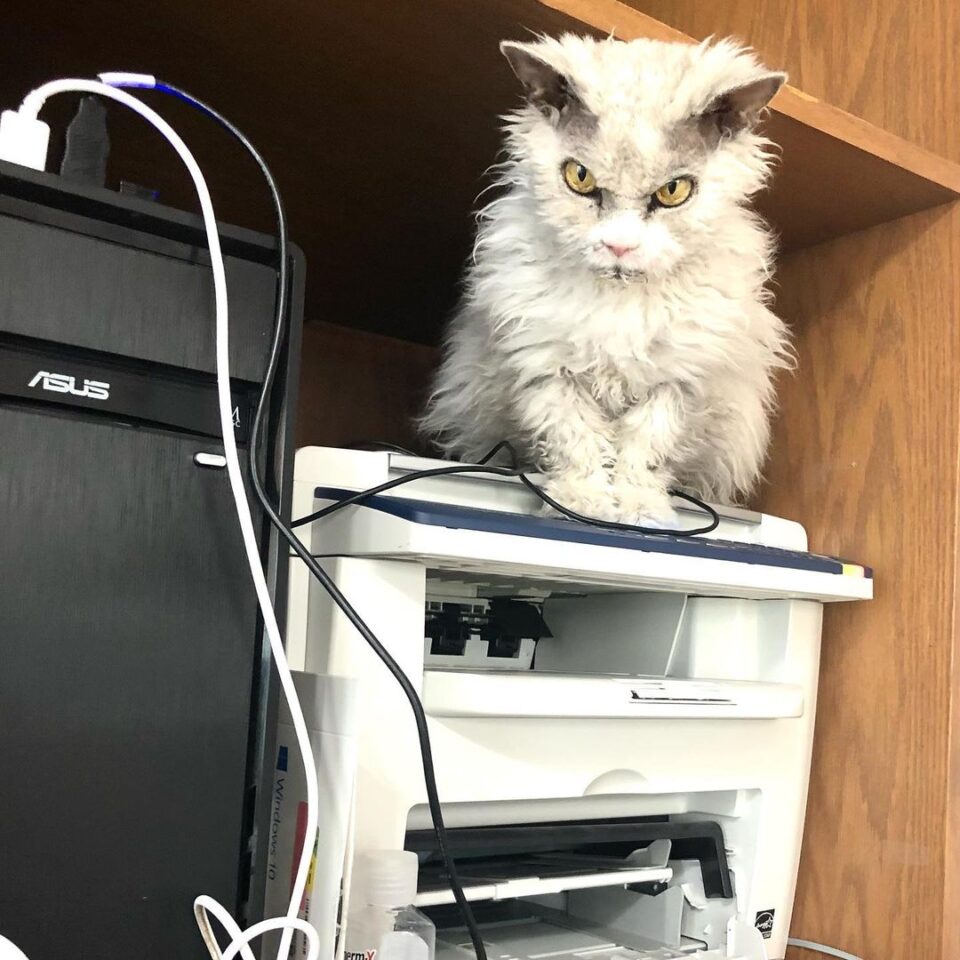 This Is Pompous Albert, The Office Cat Who Looks Angry All The Time