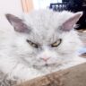 This Is Pompous Albert, The Office Cat Who Looks Angry All The Time