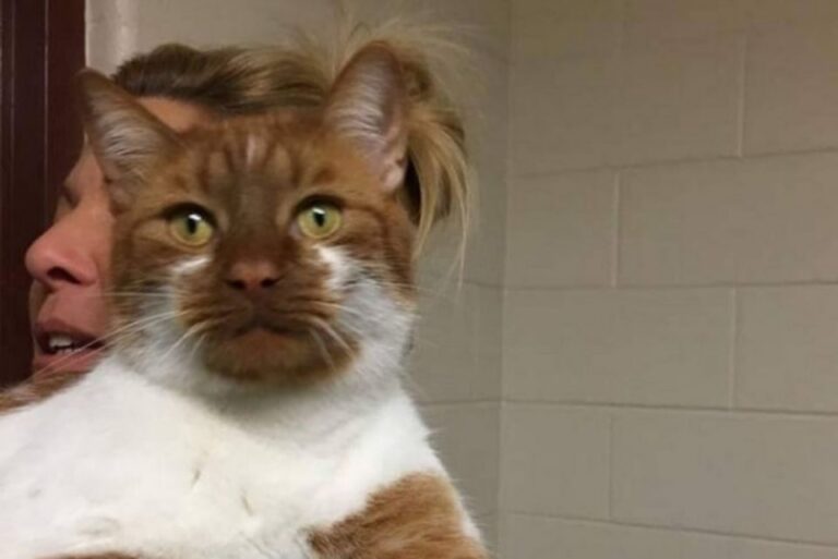 This Rescue Cat Is A Real Hero: He Helps Other Cats Find Forever Homes