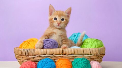 160+ Adorable African Cat Names For Your Little Lion