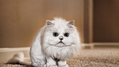 9 Inspirational Cat Haircut Styles For Your Feline