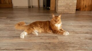 Red Maine Coon: A Great Way To Spice Up Your Cat Clan