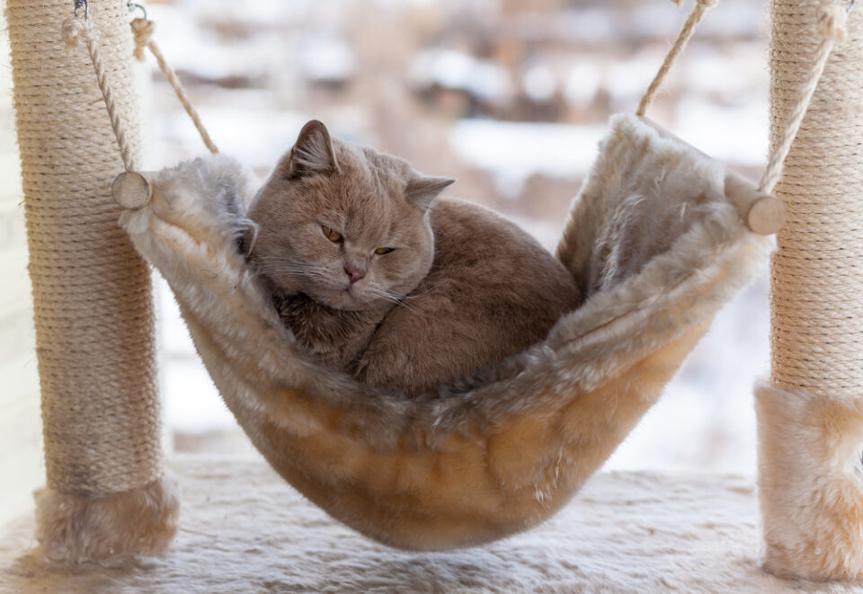 160+ Adorable African Cat Names For Your Little Lion