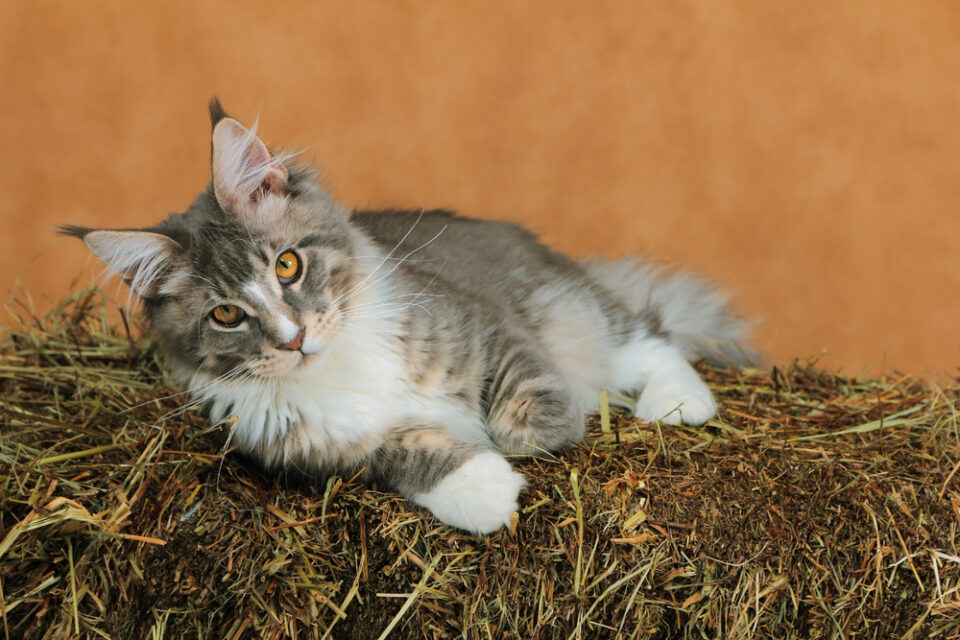 350 Cutest Maine Coon Cat Names For Your Gentle Giant