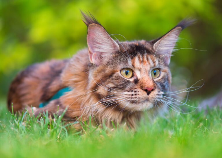 350 Cutest Maine Coon Cat Names For Your Gentle Giant