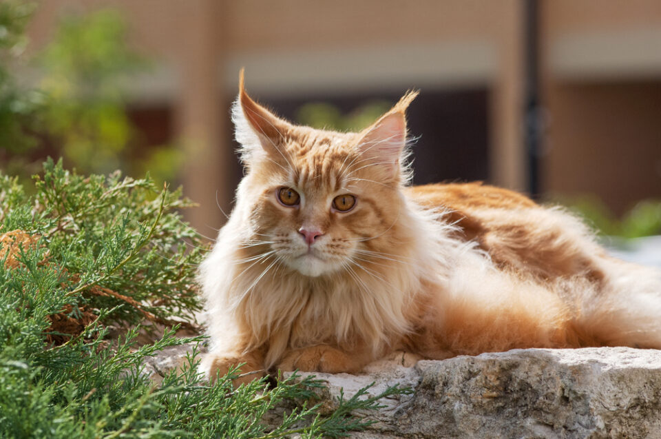 350 Cutest Maine Coon Cat Names For Your Gentle Giant