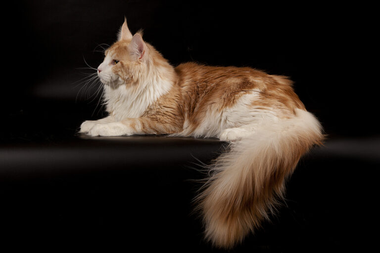 350 Cutest Maine Coon Cat Names For Your Gentle Giant